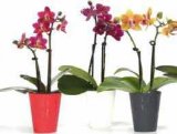 Mini orhideja razne boje u ukrasnoj tegli - Akcija - Njuškalo katalozi