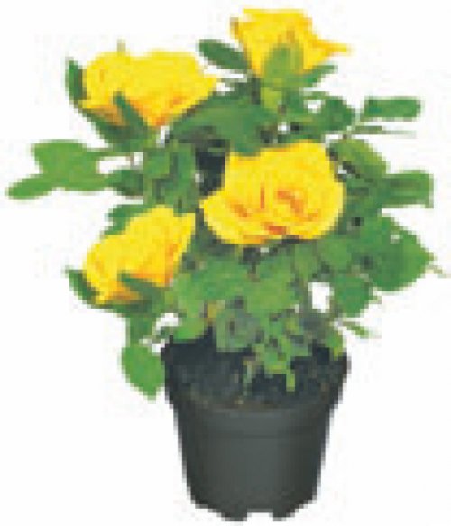 Mini ruža, zvončići, kalanhoja, Isusov trn ili krizantema 1 kom ...