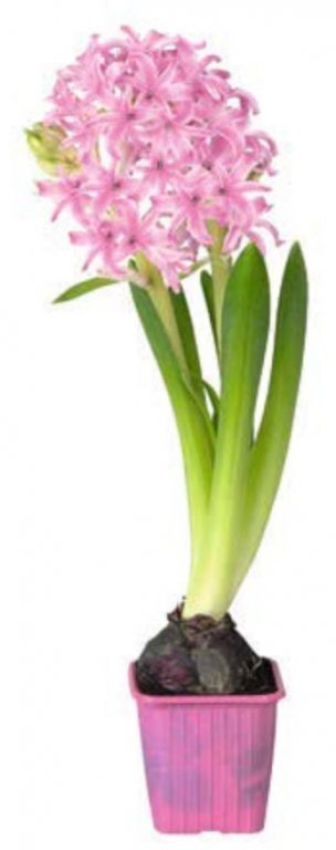 Zumbul 12cm - Lidl - Akcija - Njuškalo katalozi