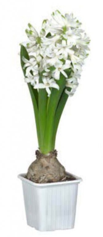 Zumbul 12cm - Lidl - Akcija - Njuškalo katalozi