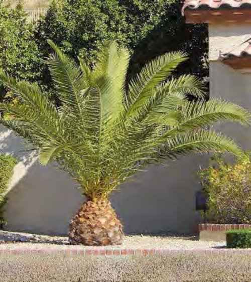 Palma Phoenix - Pevex - Akcija - Njuškalo katalozi