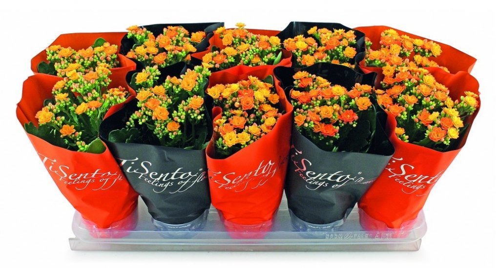 Calandive Tisento narancasta Ø12 cm - Akcija - Njuškalo katalozi