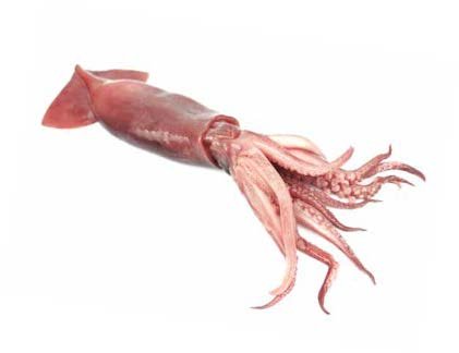 Lignja Patagonica C 10-13 1 kg - Metro - Akcija - Njuškalo katalozi