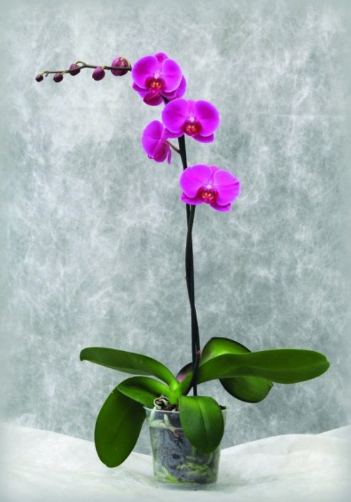 Orhideja Phasenopsise 1 ili 2 grane - Akcija - Njuškalo katalozi