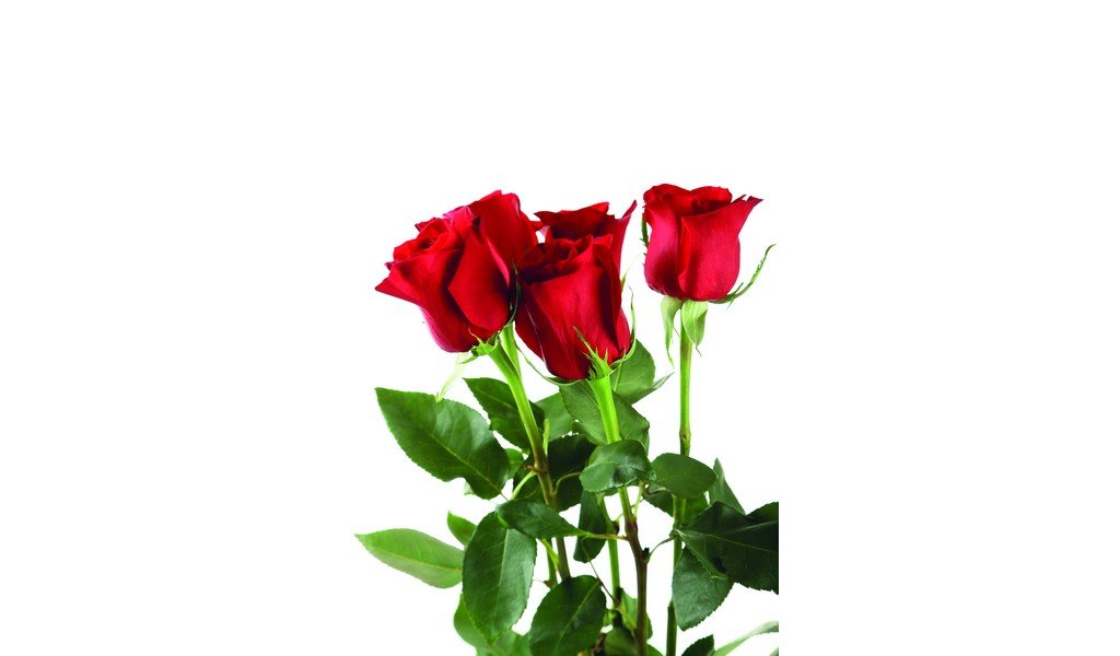 Ruža rezana svježa 50 cm - Akcija - Njuškalo katalozi