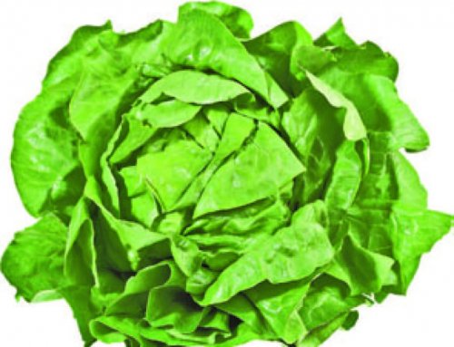 Zelena salata puterica kom - Kaufland - Akcija - Njuškalo katalozi