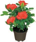 Mini ruža, Isusov trn, campanula ili kalanchoa - Kaufland - Akcija ...