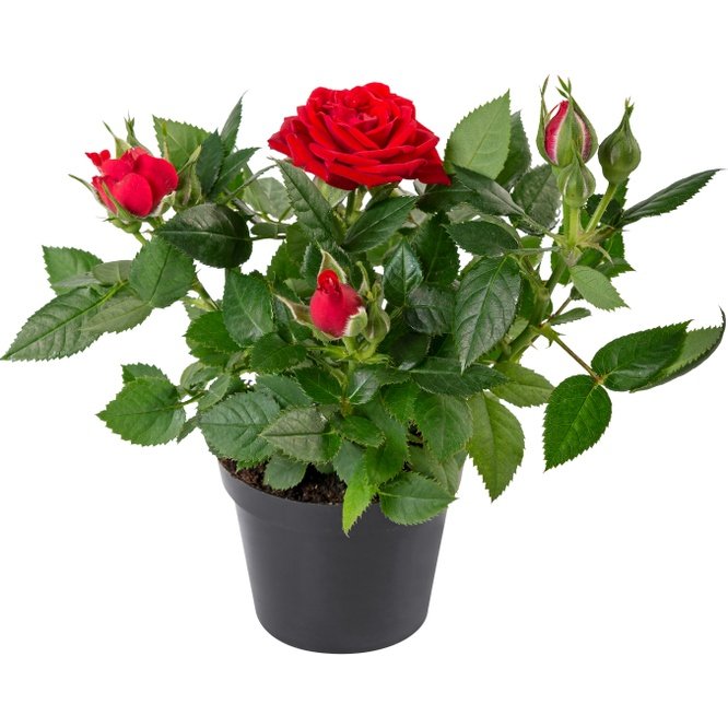 Mini ruža, Isusov trn, Campanula, Chrysanthema ili Chamaedorea ...