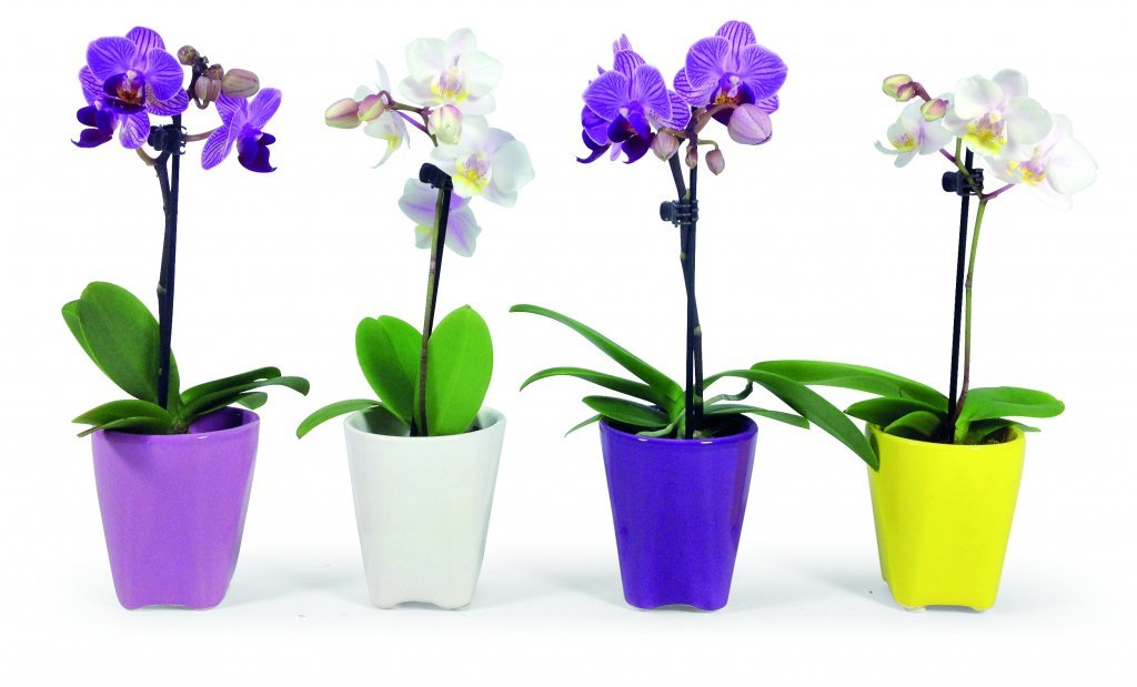 Cvijet Orhideja mini - Akcija - Njuškalo katalozi