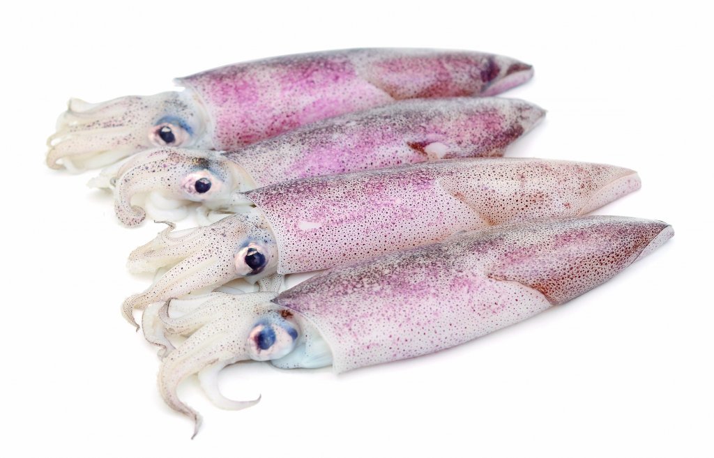 Lignja svježa 1 kg - Akcija - Njuškalo katalozi