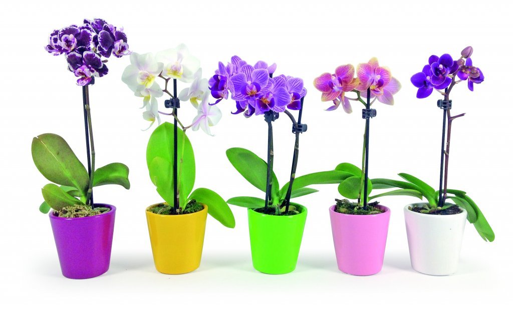 Orhideja mini u ukrasnoj tegli - Akcija - Njuškalo katalozi