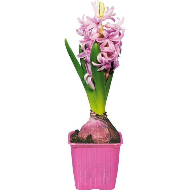 Zumbul 1 kom - Kaufland - Akcija - Njuškalo katalozi