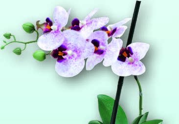 Orhideja Phalaenopsis - Muller - Akcija - Njuškalo katalozi
