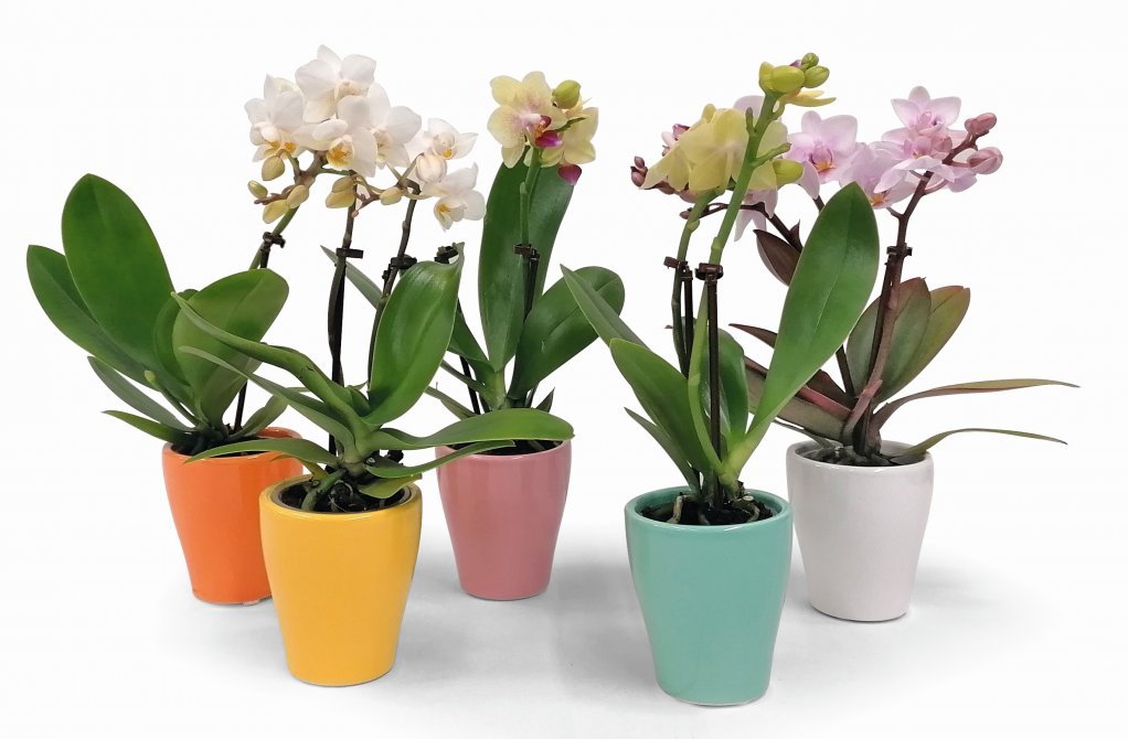 Mini orhideja u ukrasnoj tegli, razne boje, 1 kom - Akcija - Njuškalo ...