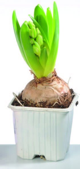 Zumbul mirisni 1 kom. - Akcija - Njuškalo katalozi