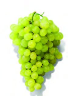 Bijelo grožđe 1 kg - Metro - Akcija - Njuškalo katalozi