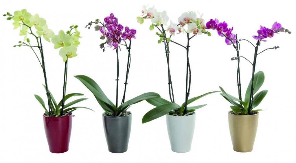 Orhideja Ø 11 cm, 2 grane razne boje - Akcija - Njuškalo katalozi