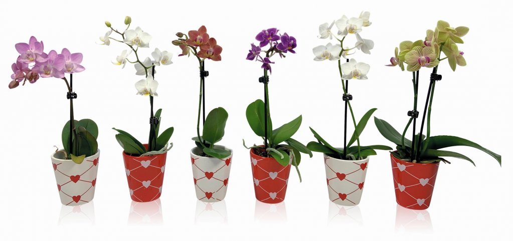Mini orhideja - Akcija - Njuškalo katalozi