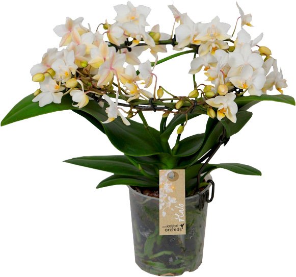 Orhideja Phalaenopsis 'Little Kolibri' - Bauhaus - Akcija - Njuškalo ...