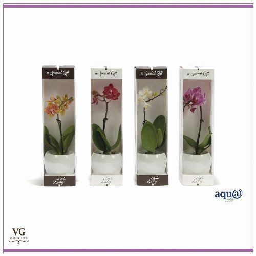 Mini orhideja u ukrasnoj tegli 1 kom - Akcija - Njuškalo katalozi