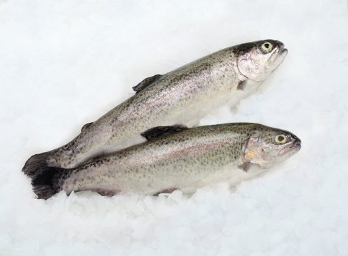 Pastrva 1 kg - Akcija - Njuškalo katalozi