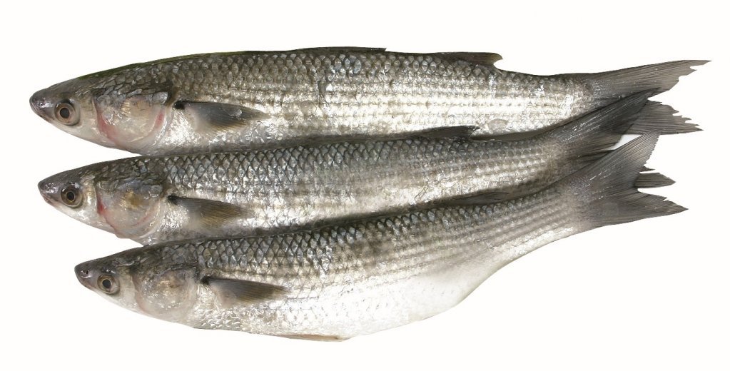 Svjež i domaci cipal 1 kg - Akcija - Njuškalo katalozi