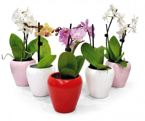 Mini orhideja 1 kom - Akcija - Njuškalo katalozi
