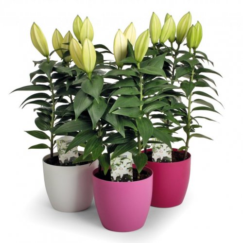 Ljiljan Ø 14 cm u ukrasnoj tegli razne boje - Akcija - Njuškalo katalozi