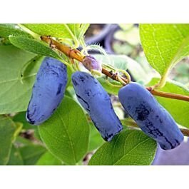 CVIJEĆE VANJSKO SAD.SIBIRSKA BOROVNICA(LONICERA CAERULEA) - Pevex ...