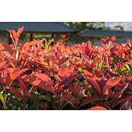 CVIJEĆE VANJSKO PHOTINIA - PHOTINIA FRASERI - Pevex - Akcija - Njuškalo ...