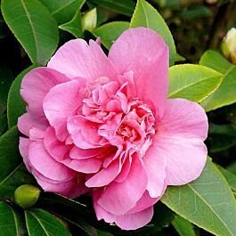 CVIJECE VANJSKO CAMELLIA JAPONICA CLT 3 40/60 - Pevex - Akcija ...