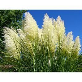 CVIJEĆE VANJSKO PAMPAS TRAVA KONTEJNER 1 L - Pevex - Akcija - Njuškalo ...