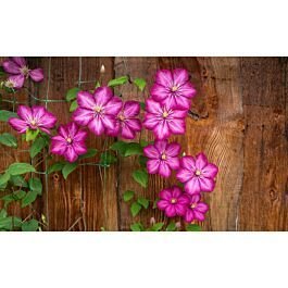 CVIJEĆE VANJSKO CLEMATIS KONTEJNER 1,5 L - Pevex - Akcija - Njuškalo ...