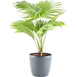 CVIJEĆE VANJSKO LIVISTONA PALMA 12/40 - Pevex - Akcija - Njuškalo katalozi