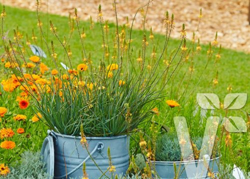 Mačji repak (lat. Bulbine frutescens medicus) - Bauhaus - Akcija ...