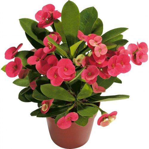 Isusov trn - Kaufland - Akcija - Njuškalo katalozi