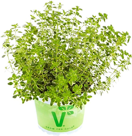 Timijan - Bauhaus - Akcija - Njuškalo katalozi