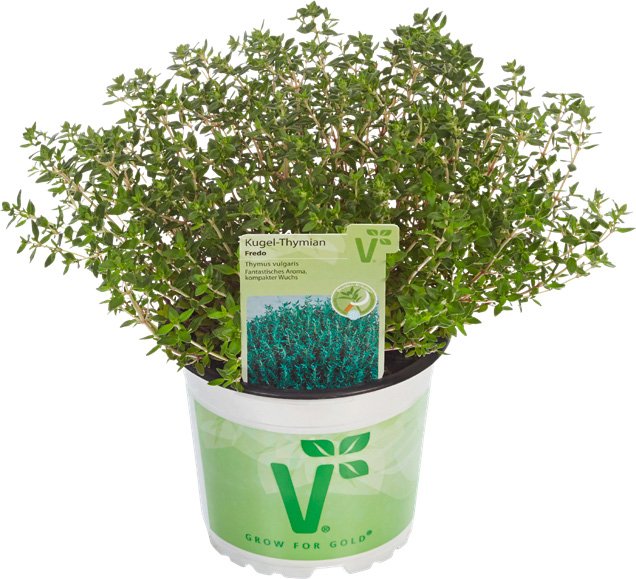 Timijan - Bauhaus - Akcija - Njuškalo katalozi