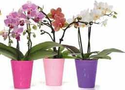 Mini orhideja razne boje u ukrasnoj tegli - Akcija - Njuškalo katalozi