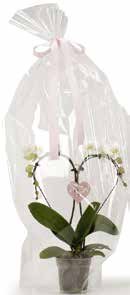 Orhideja u obliku srca razne boje 1 kom - Akcija - Njuškalo katalozi