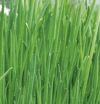 Vlasac 'Staro' (lat. Allium schoenoprasum) - Bauhaus - Akcija ...