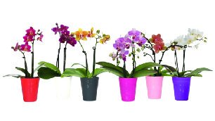 Mini orhideja - Akcija - Njuškalo katalozi