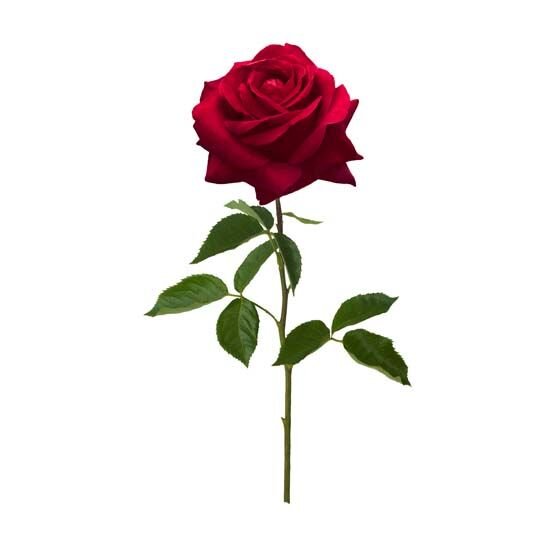 Ruža rezana - Plodine - Akcija - Njuškalo katalozi