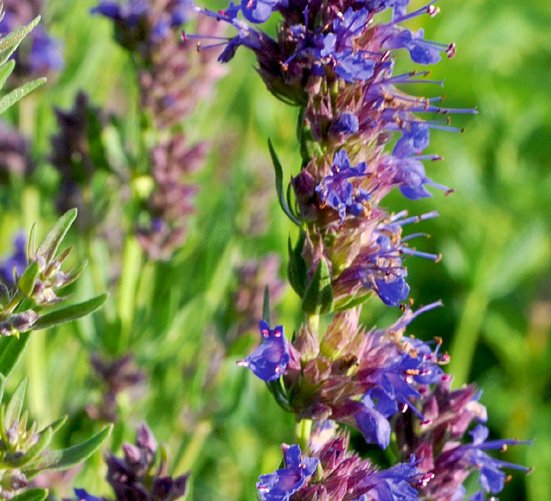 Miloduh (lat. Hyssopus officinalis) - Bauhaus - Akcija - Njuškalo katalozi