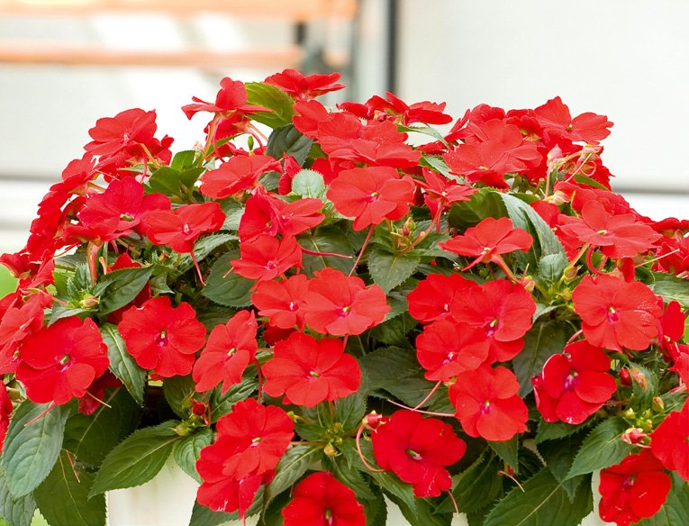 Vodenika 'SunPatiens' (lat. Impatiens hybrida) - Bauhaus - Akcija ...