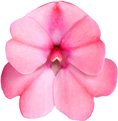 Vodenika 'SunPatiens' (lat. Impatiens hybrida) - Bauhaus - Akcija ...