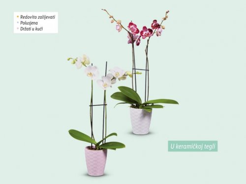 Orhideja - Lidl - Akcija - Njuškalo katalozi