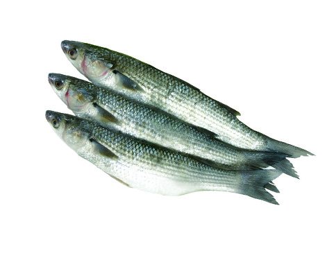 Svježi cipal 1 kg - Akcija - Njuškalo katalozi