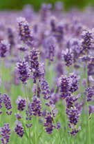 Prava lavanda - Bauhaus - Akcija - Njuškalo katalozi